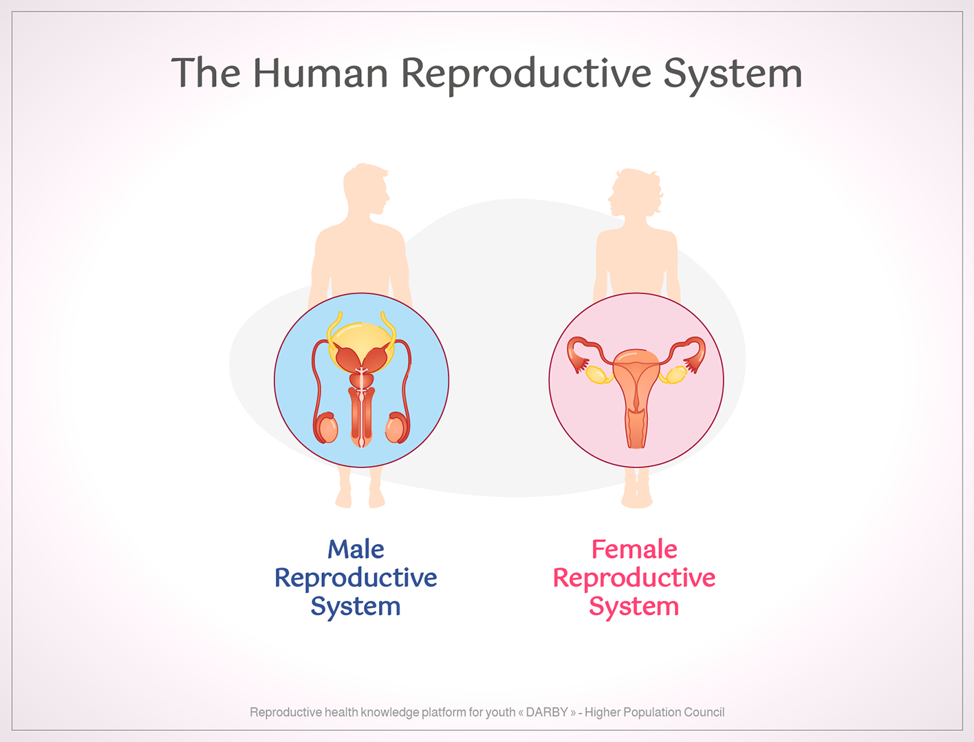 Reproductive System Male And Female